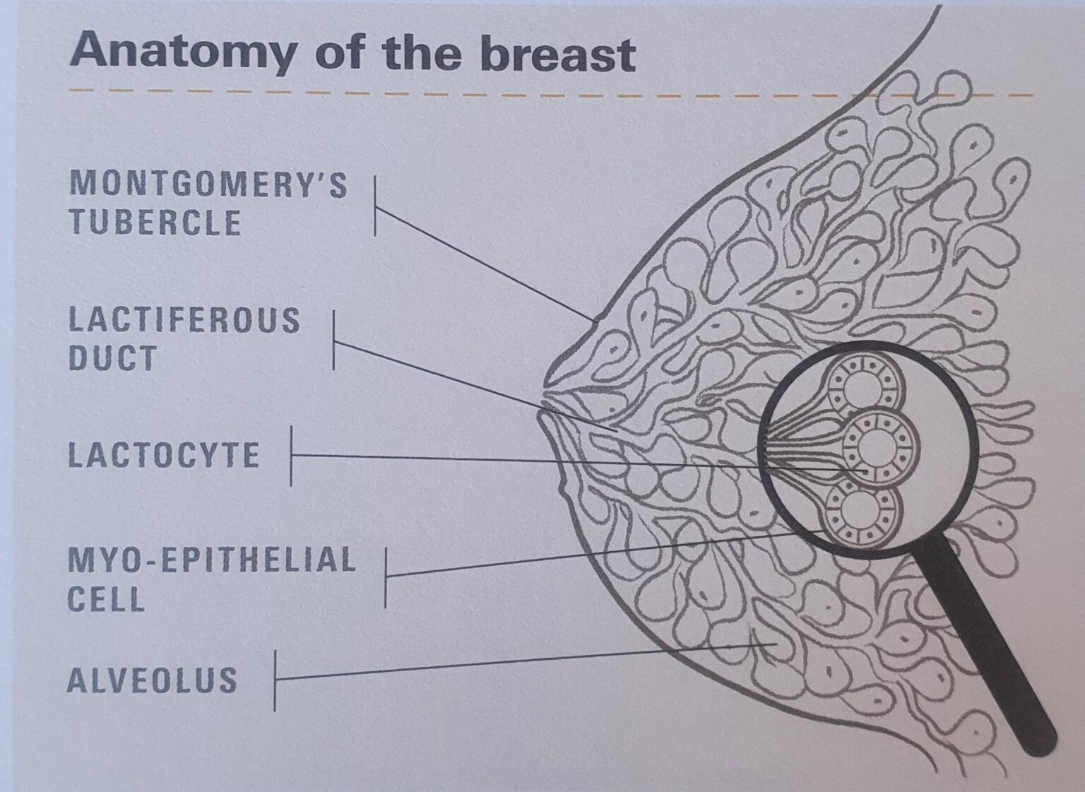 How Breastfeeding Works – Birth in Grampian